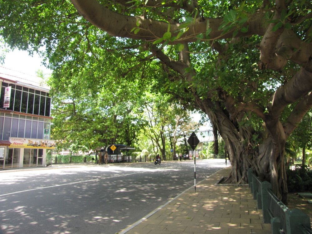 කොළඹට සෙවණ දුන් ගස් 200ක් කපාදැමීමට යයි – srilankantribune.com